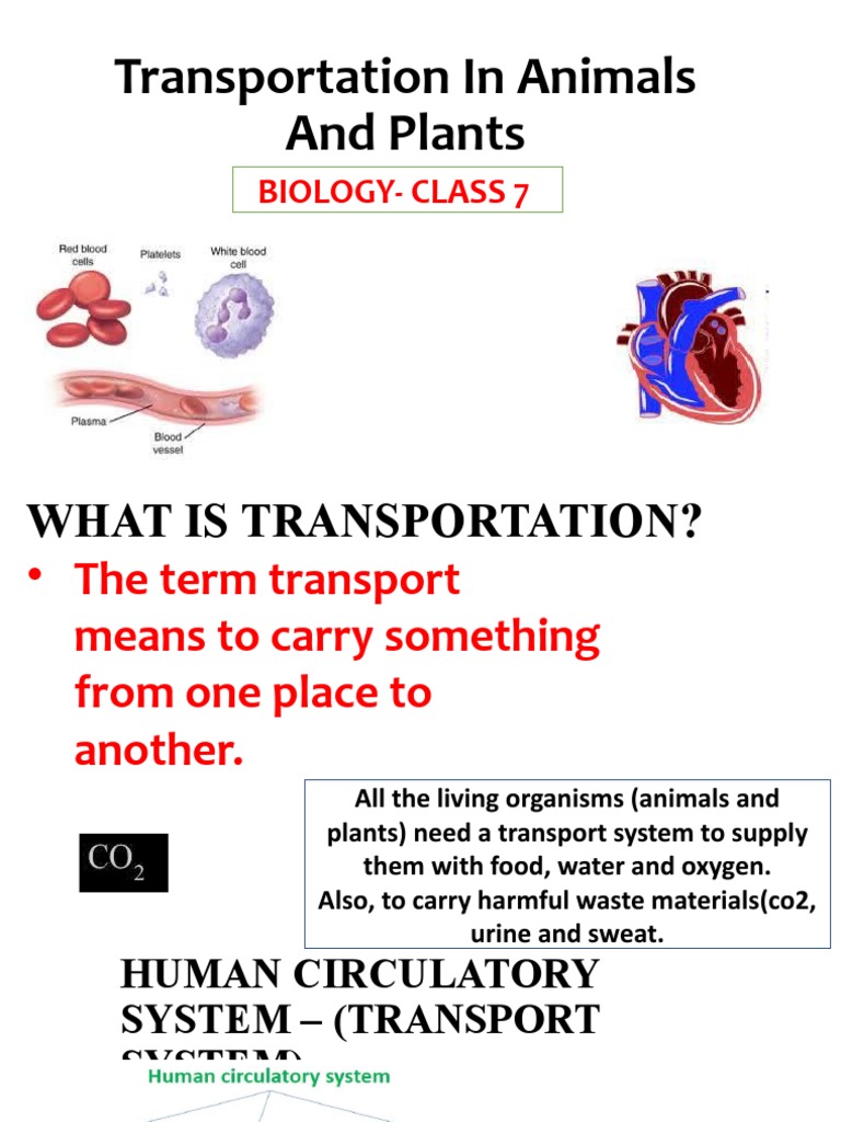 The Transport Systems in Animals and Plants: An Overview of the Human ...