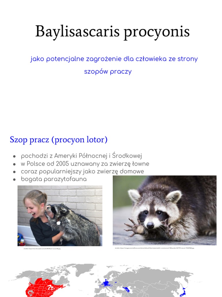 Baylisascaris Procyonis | PDF