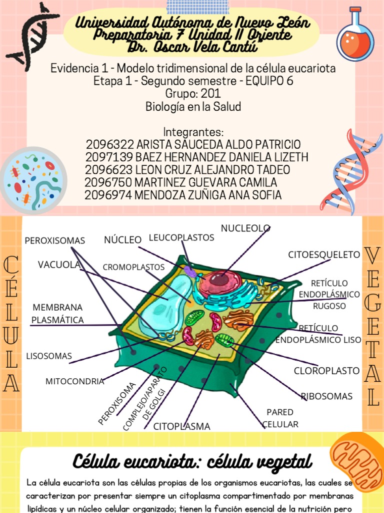 Equipo6 Ev1 Bels | PDF | Biología Celular) | Citoplasma