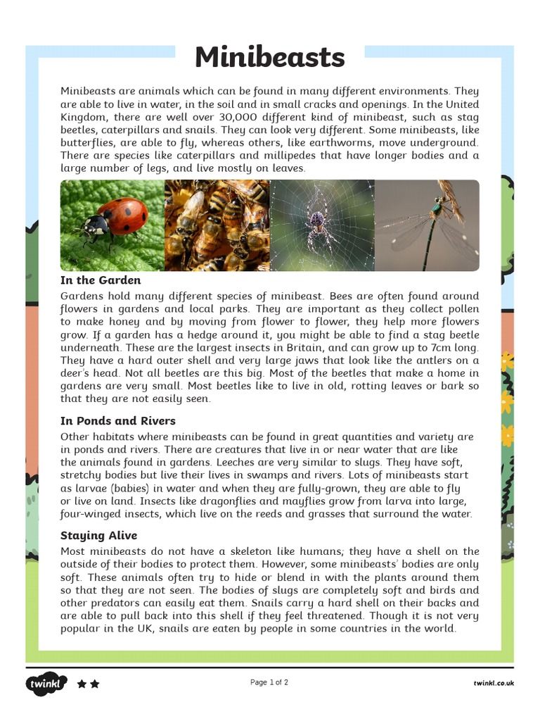 Minibeasts - MA - Kai Soon 19.2.2021 | PDF | Deer | Beetle