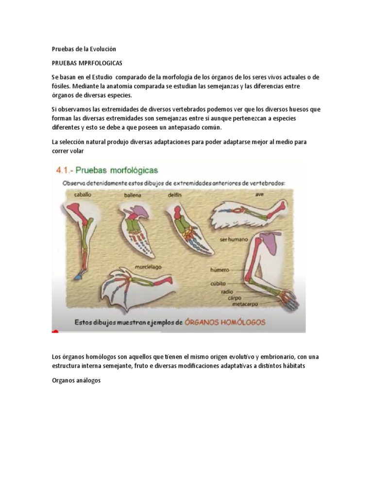 Pruebas de La Evolución | PDF | Evolución | Biología