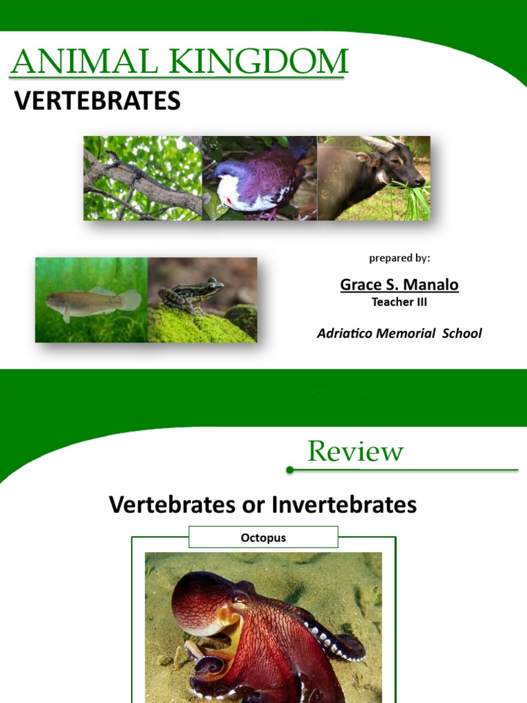 Vertebrates: Animal Kingdom | PDF | Amphibian | Mammals