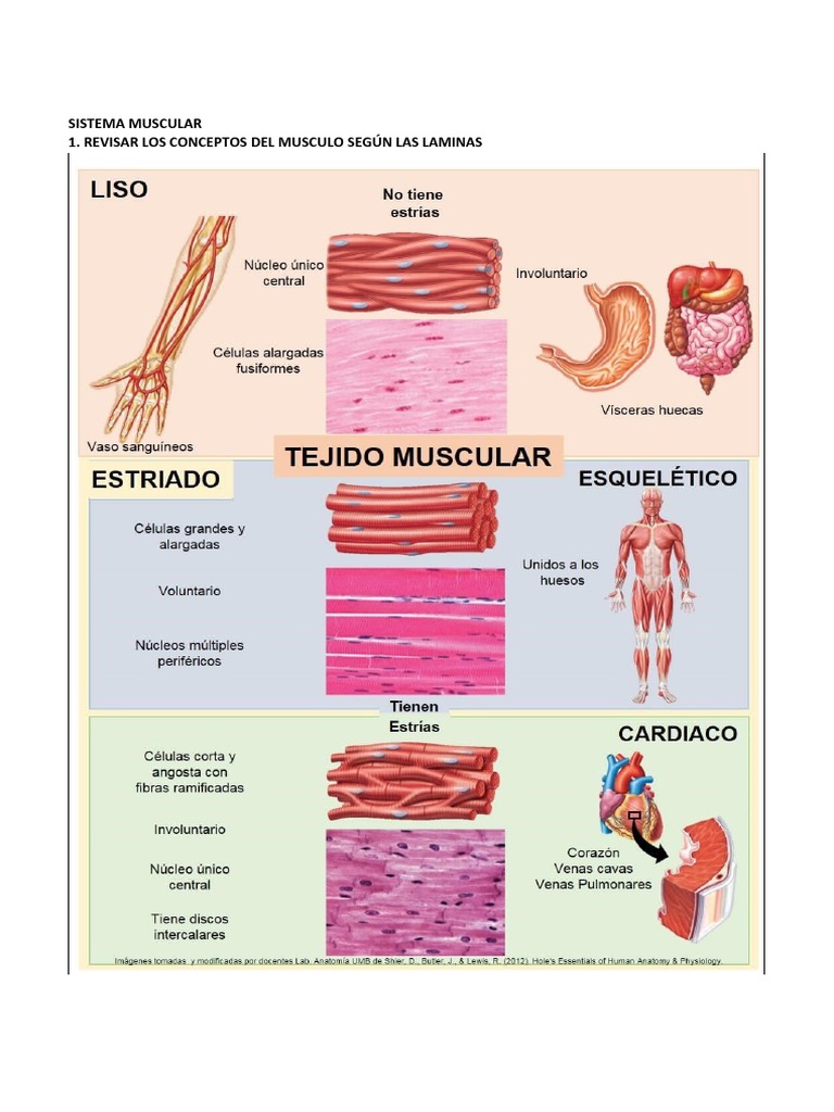 Sistema muscular: Conceptos clave, estructuras y funciones | PDF ...