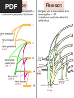 Tracto Rubroespinal | PDF | Cerebro | Neuroanatomía