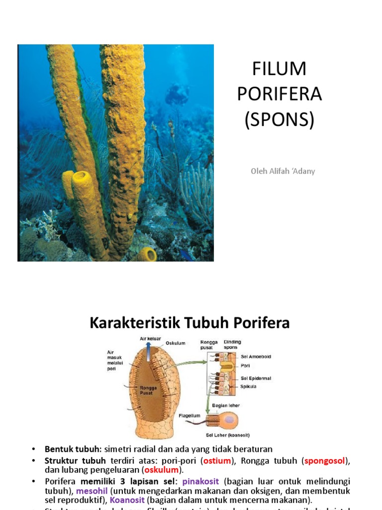 Porifera (Spons) | PDF