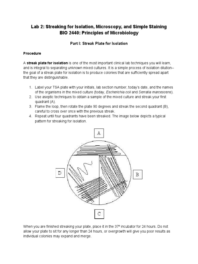 Lab 2: Streaking For Isolation, Microscopy, and Simple Staining BIO 2440: Principles of ...