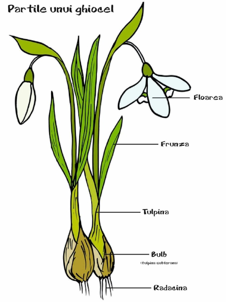 Alcatuire Ghiocel | PDF