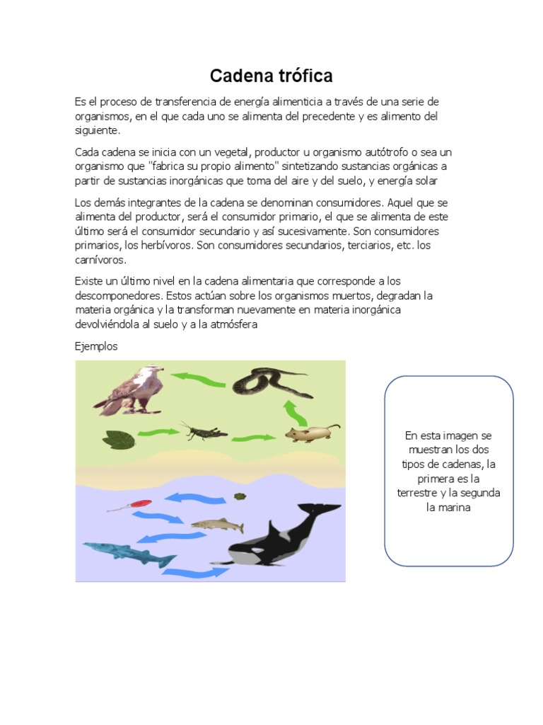 Cadena Trófica | PDF