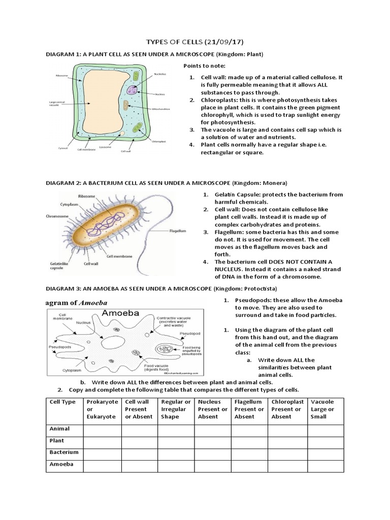 Types of Cells | PDF | Cell (Biology) | Plants