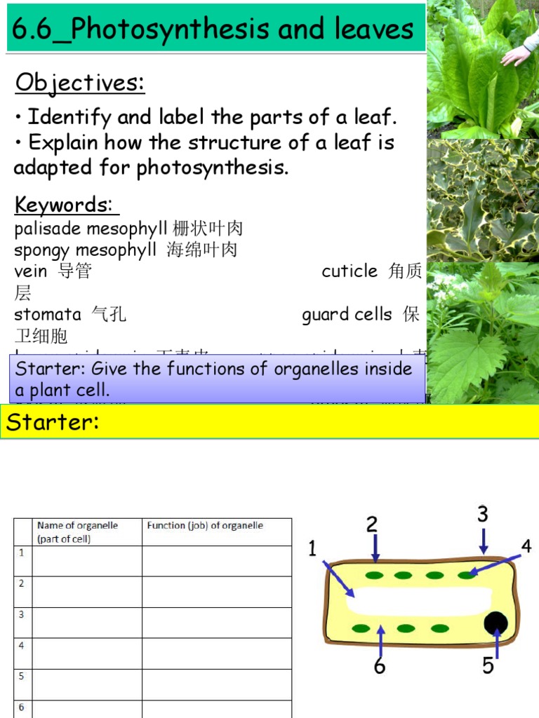 Photosynthesis & Leaves | PDF | Leaf | Stoma