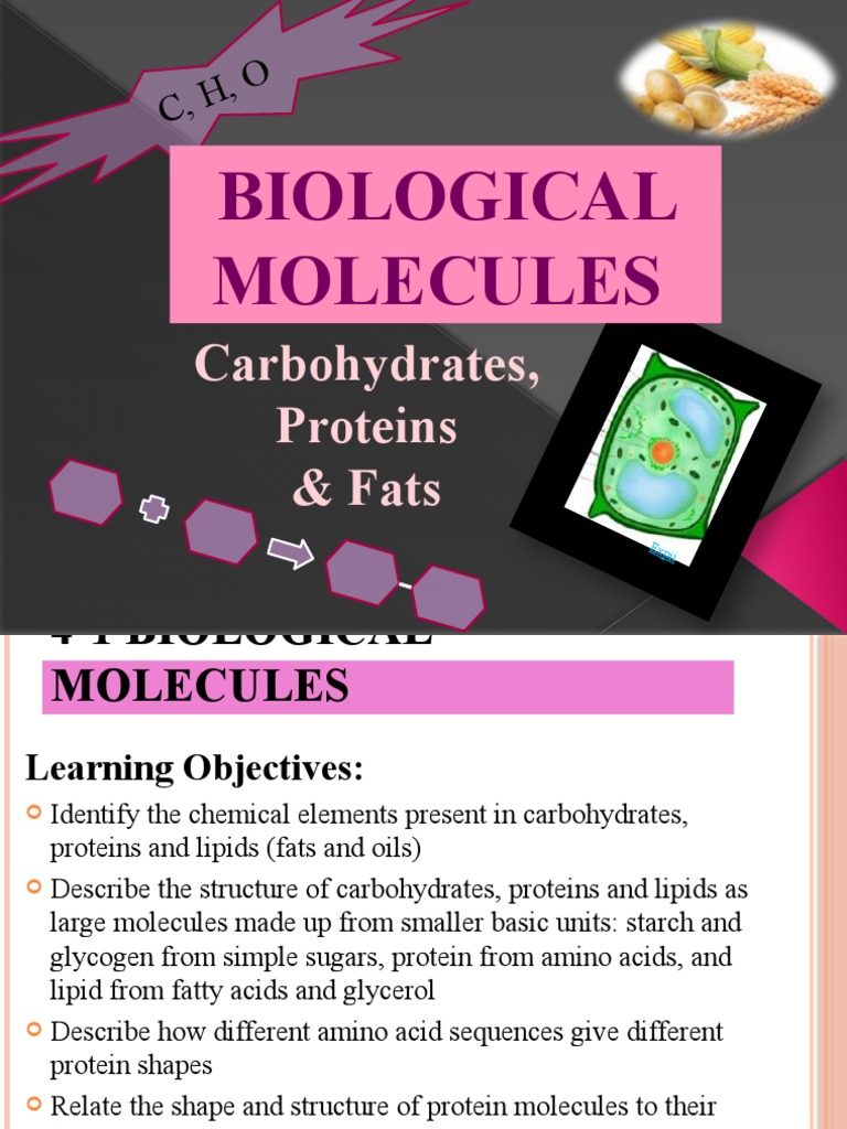 Biological Molecules: Carbohydrates, Proteins & Fats | PDF ...
