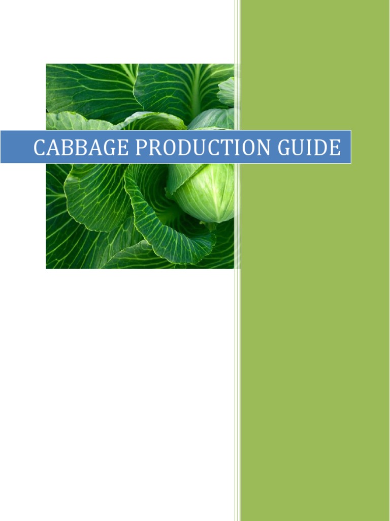 Cabbage Production Guide | PDF | Cabbage | Soil