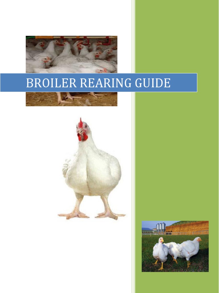 Broiler Rearing Guide | PDF | Poultry Farming | Broiler