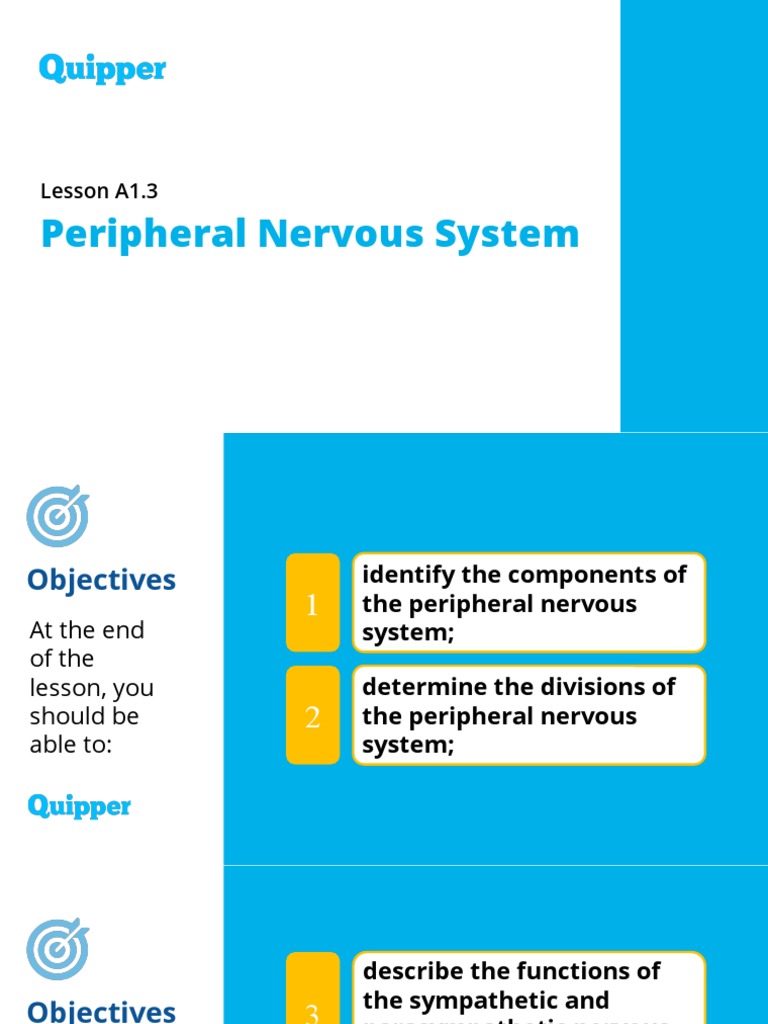 Peripheral Nervous System: Lesson A1.3 | PDF | Nervous System | Motor ...