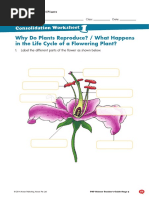 P4 SCIENCE - Plants | PDF | Plants | Seed