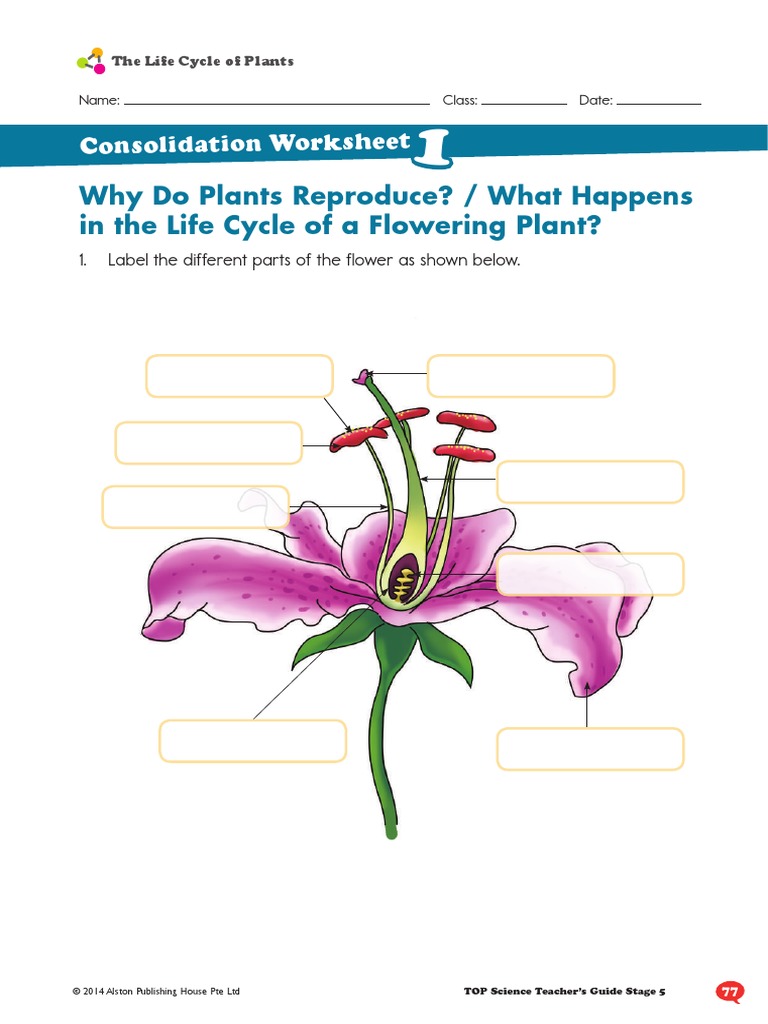 TOP Science Grade 5 Worksheets Chapter 1 | PDF | Flowers | Seed