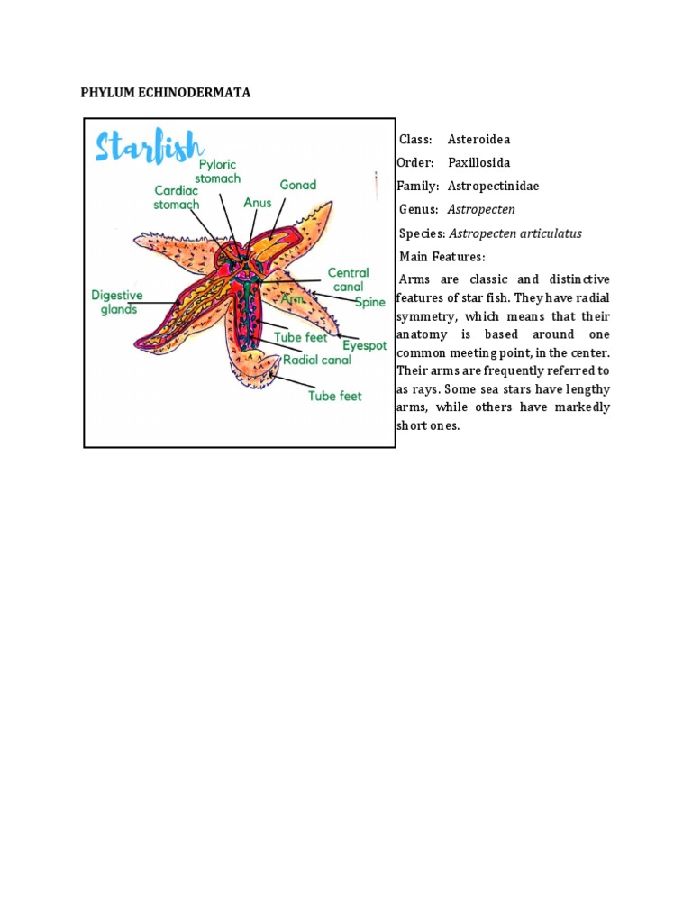 Phylum Echinodermata Labelled Diagram | PDF