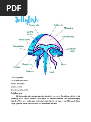 Sea Anemone Labeled Diagram