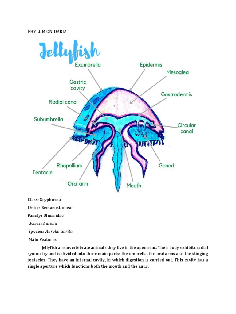 Phylum Cnidaria Labelled Diagram | PDF