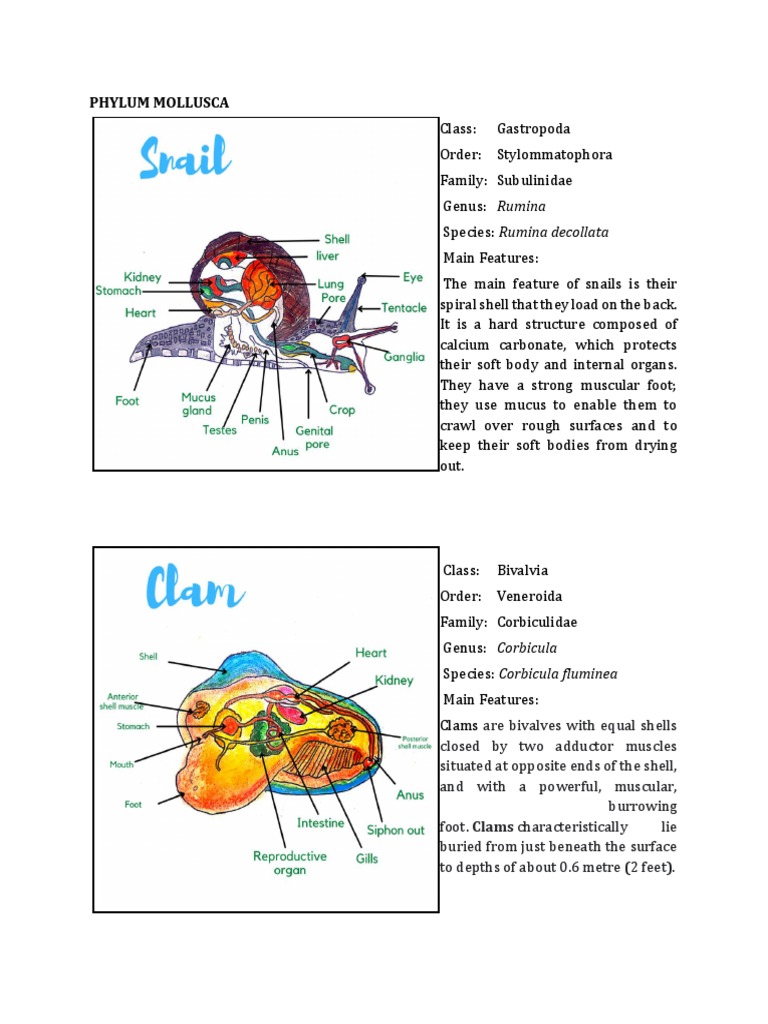 Phylum Mollusca Labelled Diagram | PDF