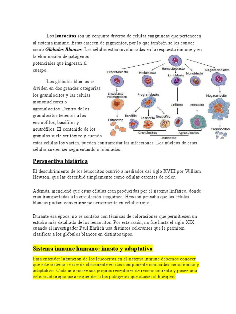 Globulos Blancos | Descargar gratis PDF | Leucocito | Sistema inmune