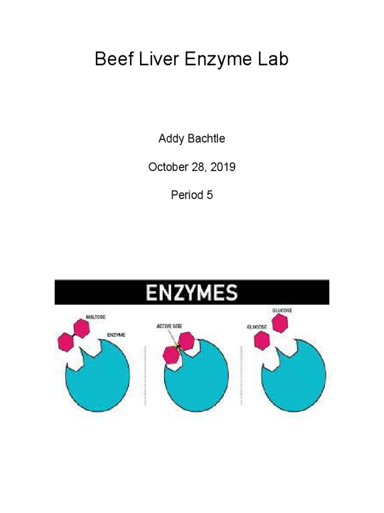 Liver Lab Report | PDF | Hydrogen Peroxide | Chemical Reactions