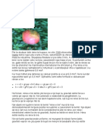 Arkimedi Dhe Ligjet | PDF