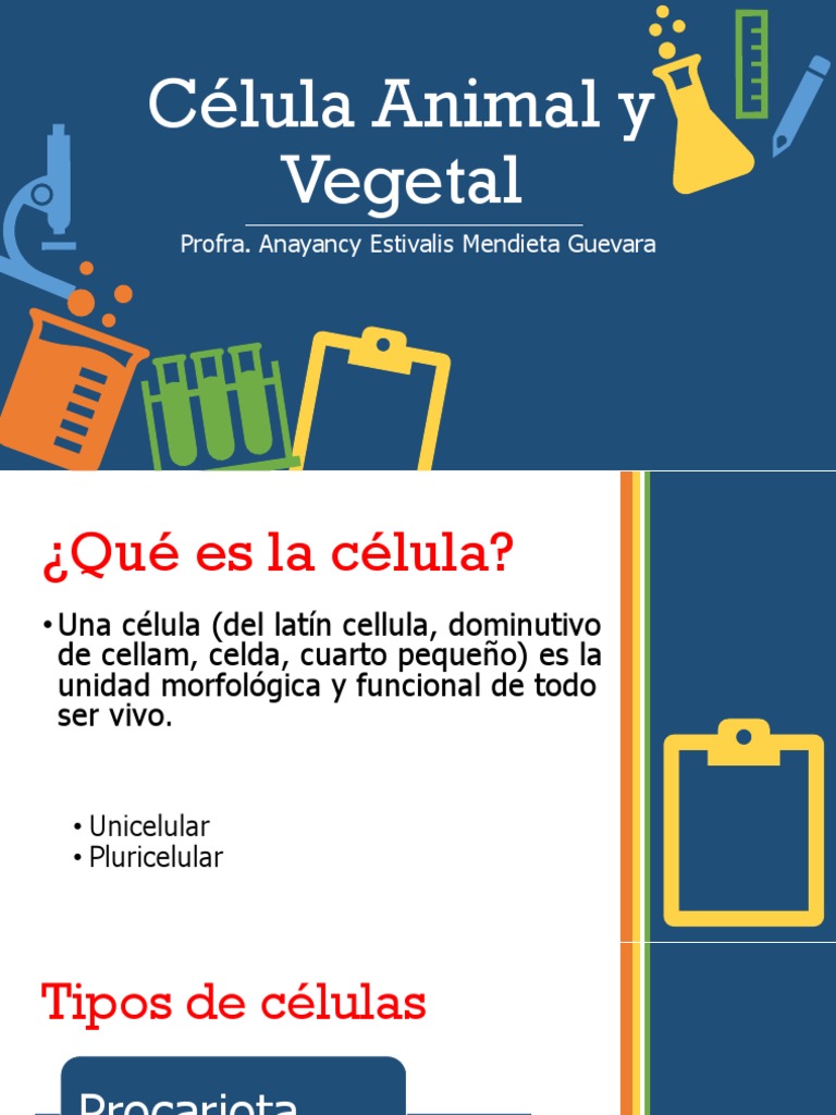 Célula Animal y Vegetal | PDF | Citoplasma | Biología Celular)