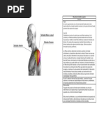 Región Deltoidea | PDF | Hombro | Articulaciones