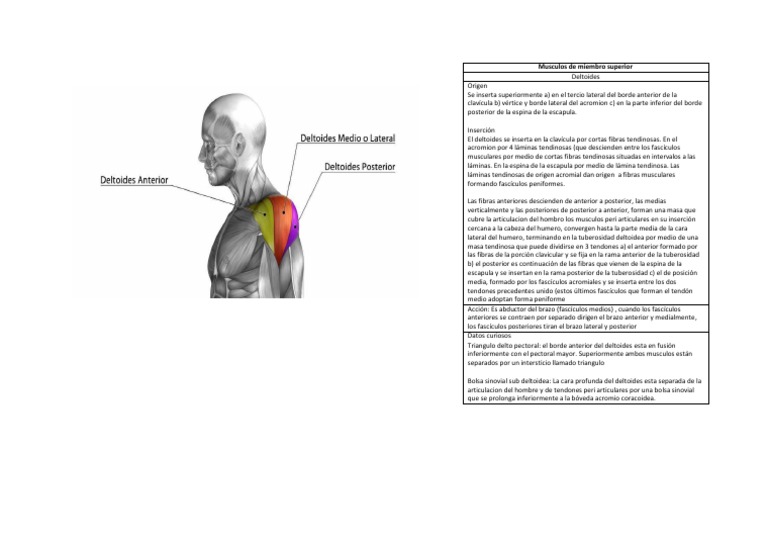 Anatomía del Deltoides: Origen e Inserción | PDF