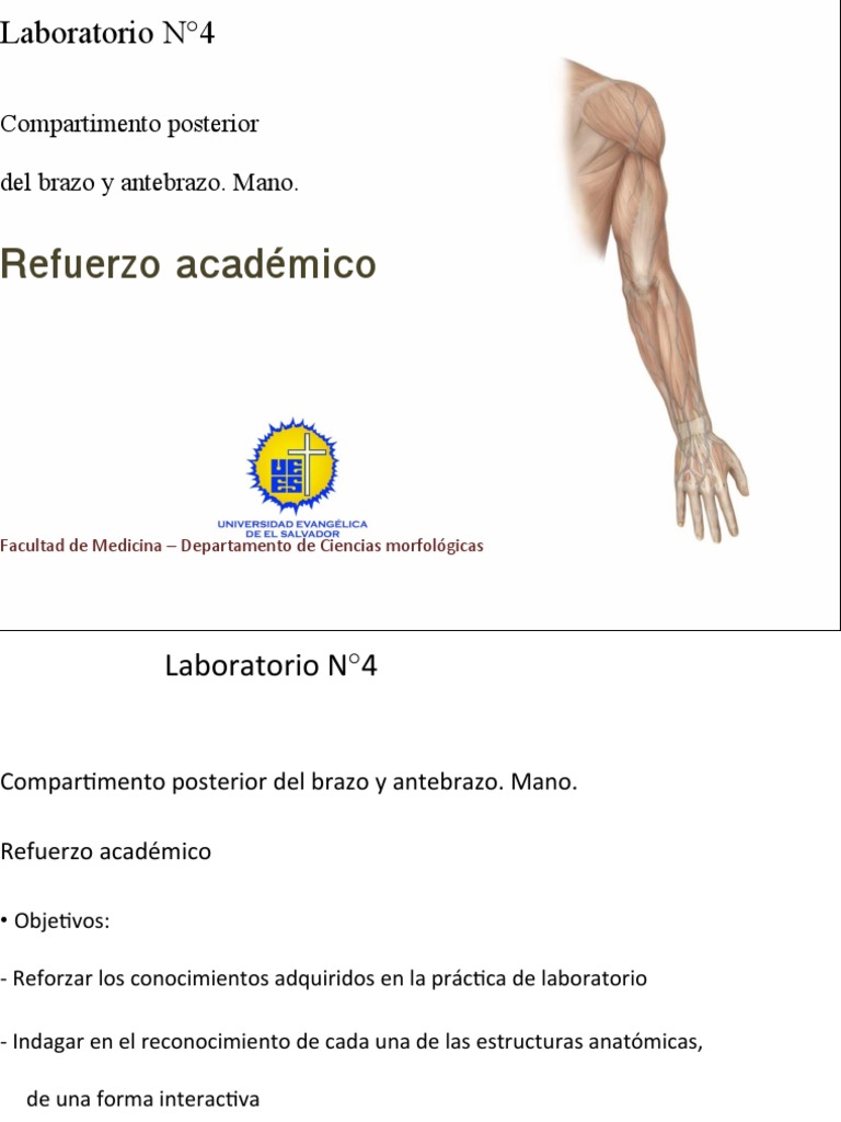 Anatomía del compartimento posterior del brazo, antebrazo y mano | PDF ...