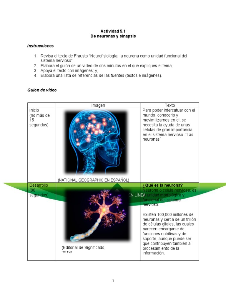 Neuronas y Sinapsis | PDF | Neurona | Axon