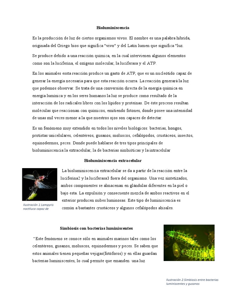 Definición y Tipos de Bioluminiscencia | PDF | Química | Naturaleza