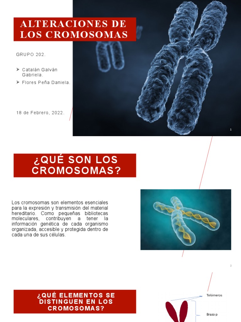 Alteraciones de Los Cromosomas | PDF | Cromosoma | Mitosis