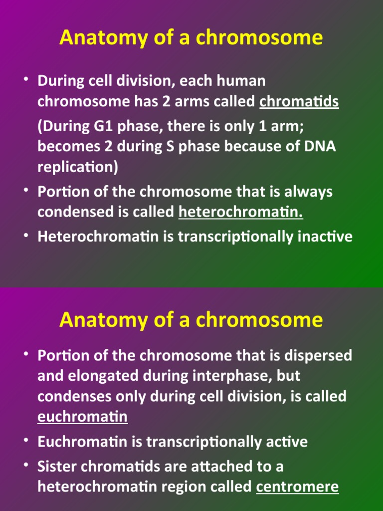 Anatomy of A Chromosome: - During Cell Division, Each Human | PDF ...