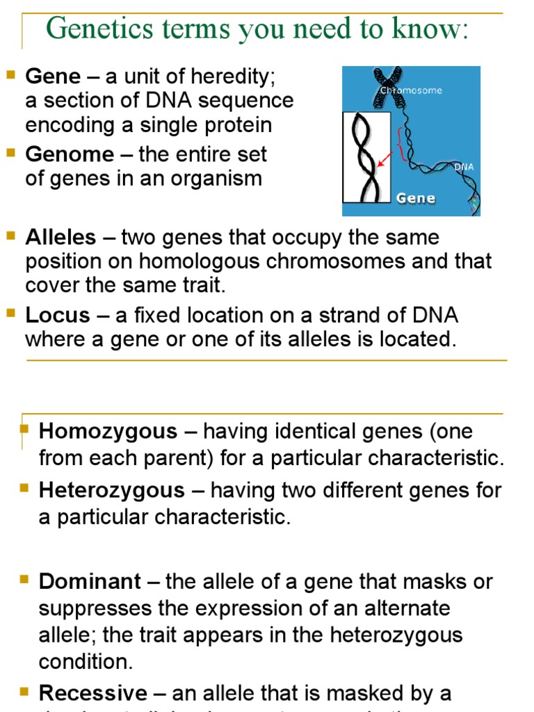 Essential Genetics Terms Explained | PDF | Dominance (Genetics) | Zygosity