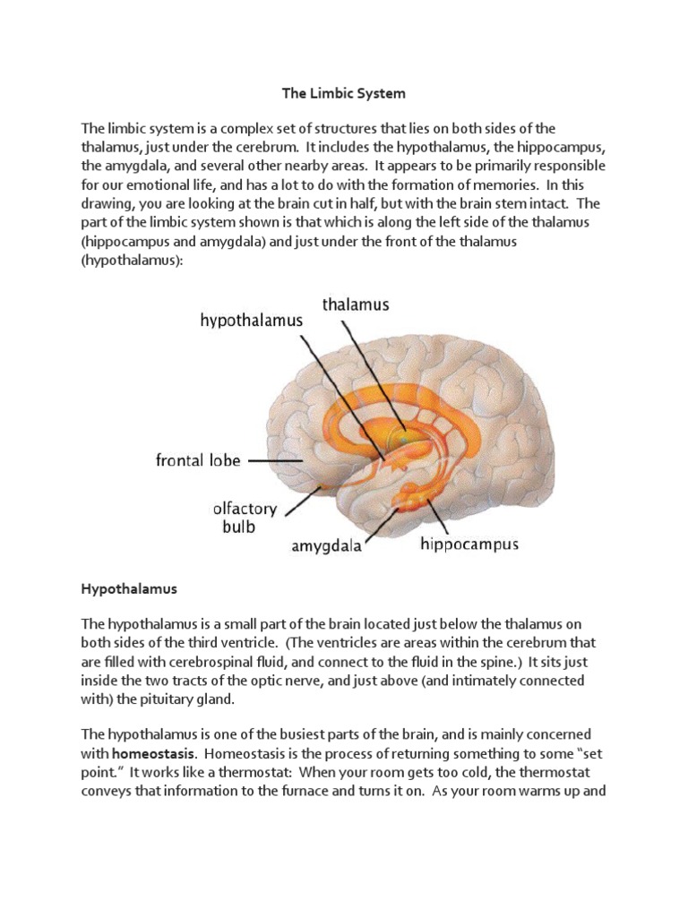 The Limbic System | PDF | Hypothalamus | Basal Ganglia