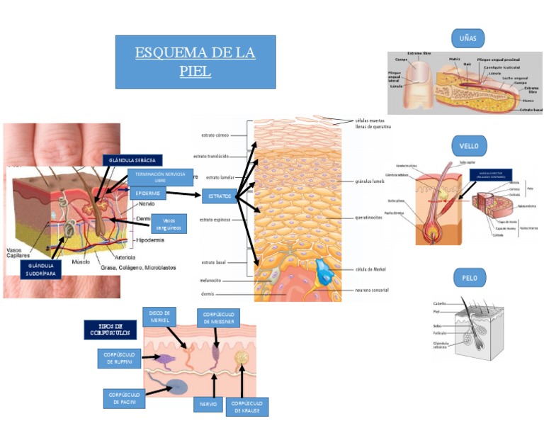 Esquemas de La Piel | PDF