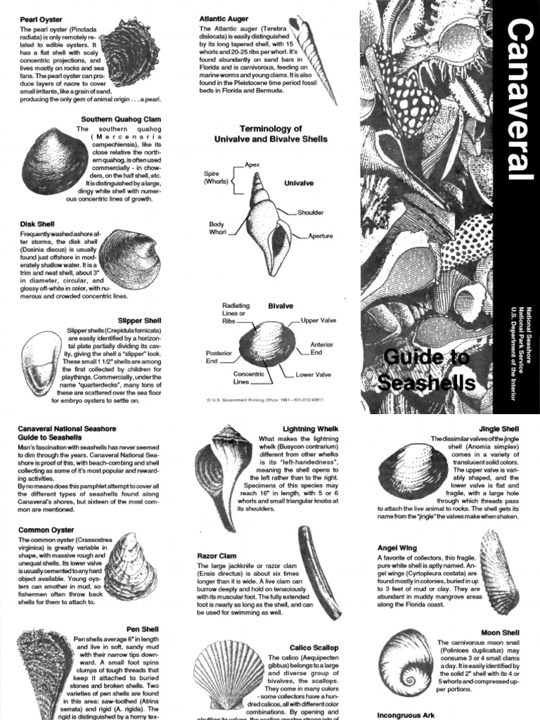 Terminology of Univalve and Bivalve Shells: Pearl Oyster Atlantic Auger ...