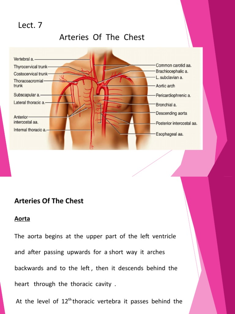 Lect. 7 Arteries of The Chest | PDF | Aorta | Thorax