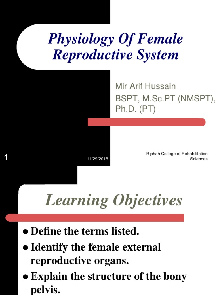 Physiology of Female Reproductive System | PDF | Uterus | Labia