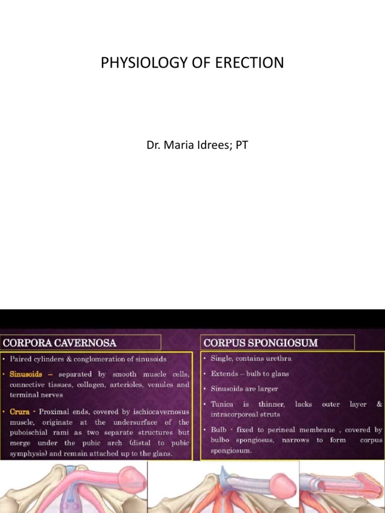 Physiology of Errection | PDF