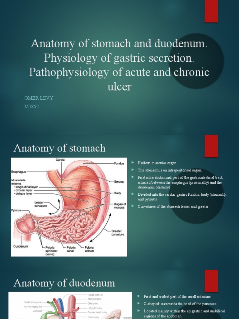 Stomach and Duodenum Anatomy & Physiology | PDF | Stomach ...