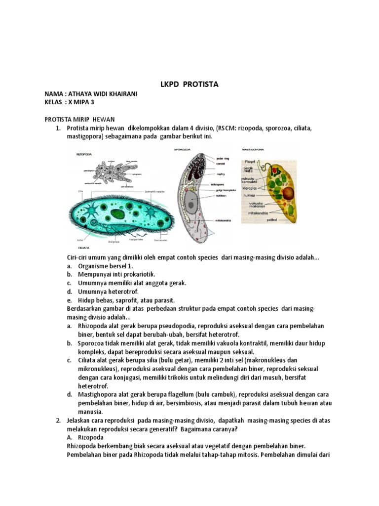 Ciri dan Reproduksi Protista Mirip Hewan | PDF