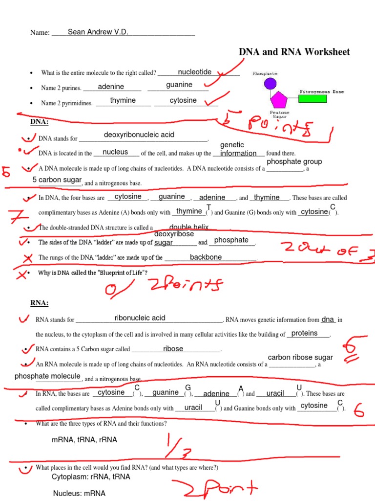 DNA and RNA Worksheet Guide | PDF | Rna | Nucleic Acids