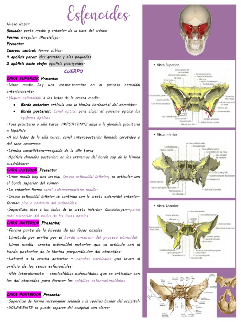 Hueso Esfenoides | PDF | Cabeza y cuello humanos | Sistema ...