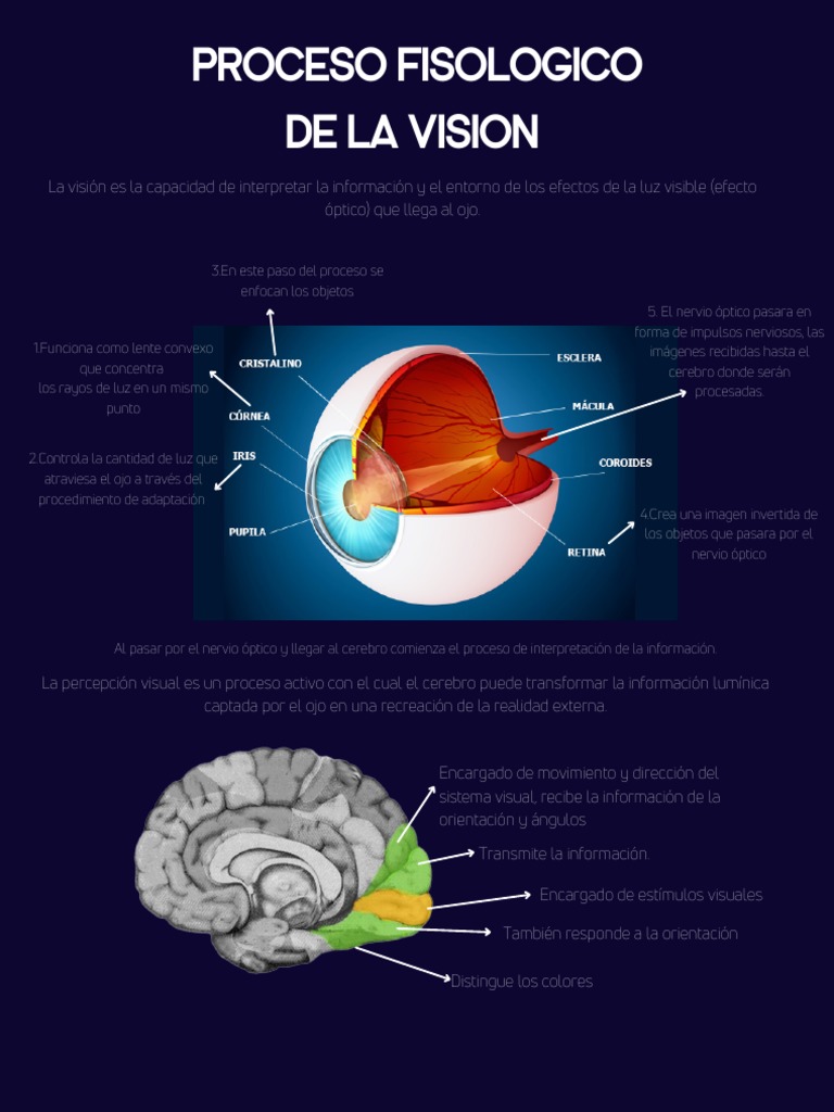 Proceso Fisiologico de La Vista | PDF | Percepción visual | Procesos ...