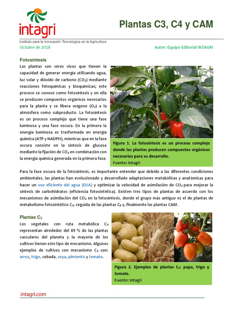 Plantas C3 C4 y CAM | PDF | Business