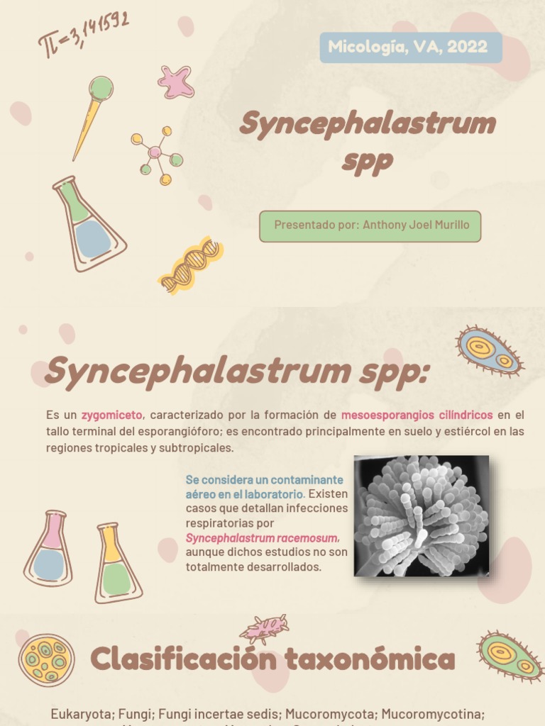 Características de Syncephalastrum spp. | PDF | Hongo | Especialidades ...