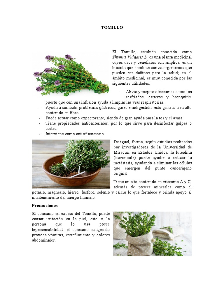 Tomillo y T Ola | PDF | Resfriado comun | Medicina CLINICA